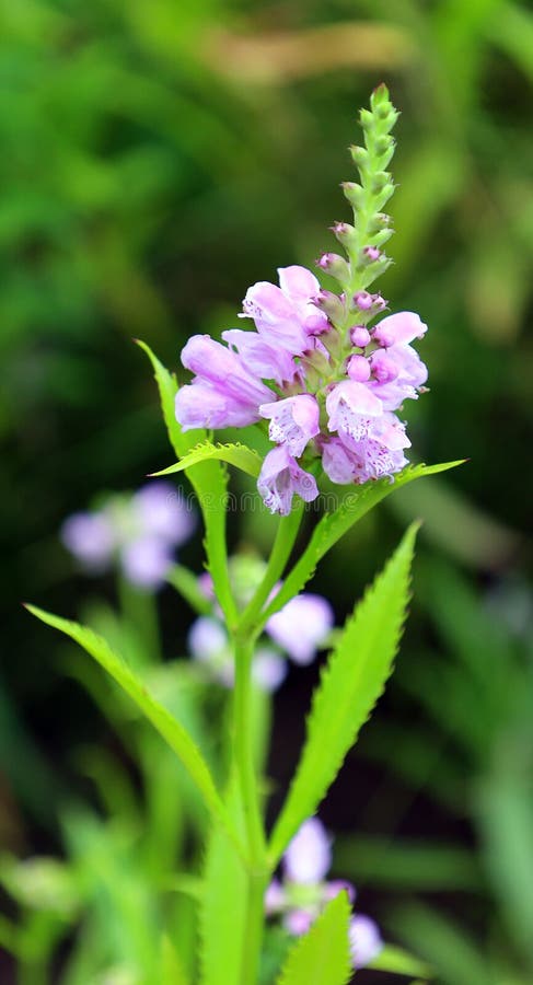 Iris Prismatica, the Slender Blue Flag Stock Image - Image of greenery ...