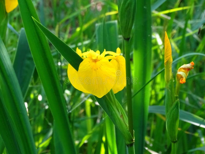 Iris Pseudacorus, Marsh Iris, False Flag Iris or Yellow Iris Stock ...