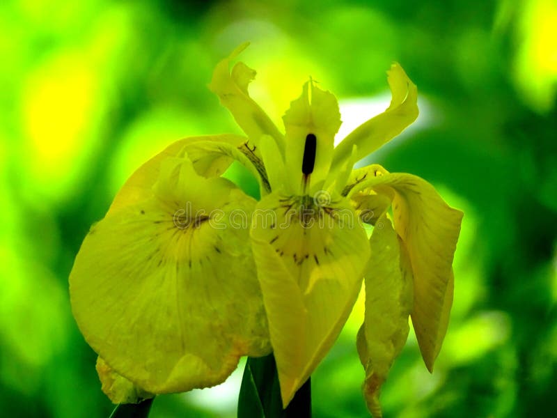 Iris Pseudacorus, Marsh Iris, False Flag Iris or Yellow Iris Stock ...