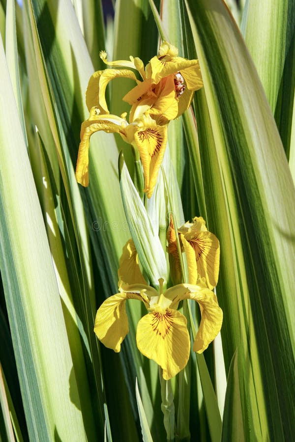 Iris Pseudacorus `Variegata` Yellow Flag `Variegata` Stock Photo ...