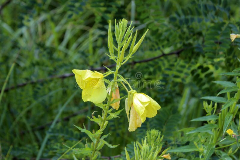 Iris Pseudacorus, the Yellow Flag, Yellow Iris, or Water Flag at Side ...