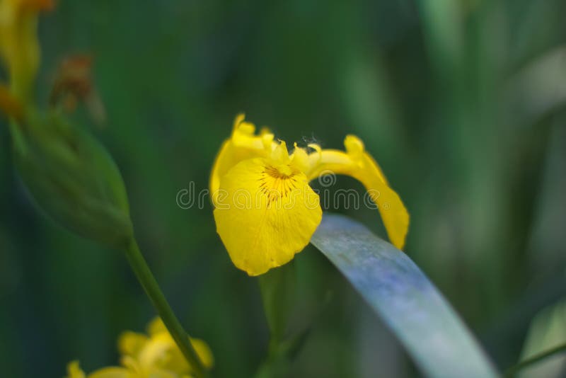 Iris Pseudacorus (yellow Iris O Green Bokeh) Stock Photo - Image of ...