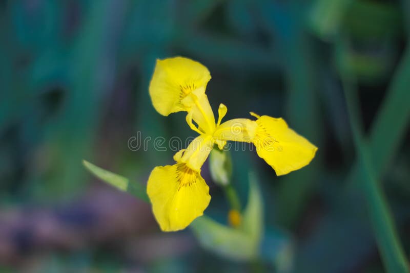 Iris Pseudacorus (yellow Iris O Green Bokeh) Stock Photo - Image of ...