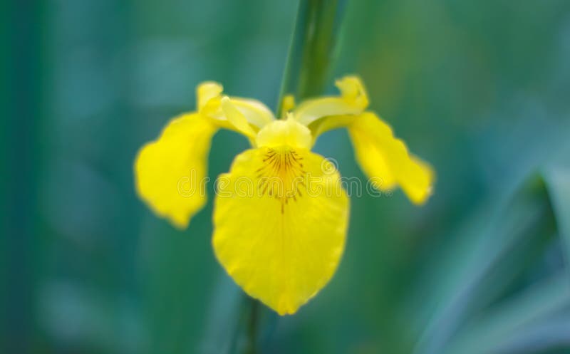 Iris Pseudacorus (yellow Iris O Green Bokeh) Stock Image - Image of ...