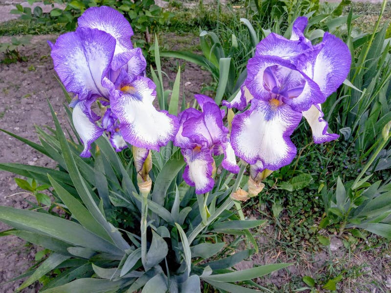 Iris Spring Flower in the Sunny Garden Stock Image - Image of closeup ...