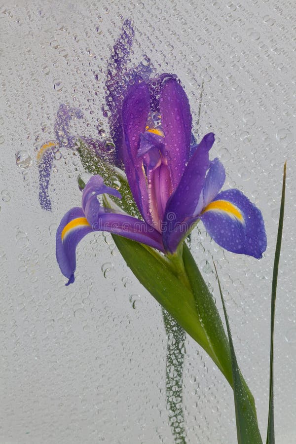 Iris stock image. Image of drops, abstract, vivid, iris - 30931717