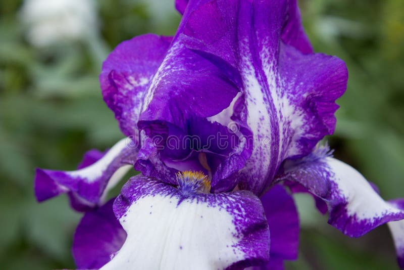 Iris in Purple and White,Beautiful Flower Closeup German Bearded Iris ...