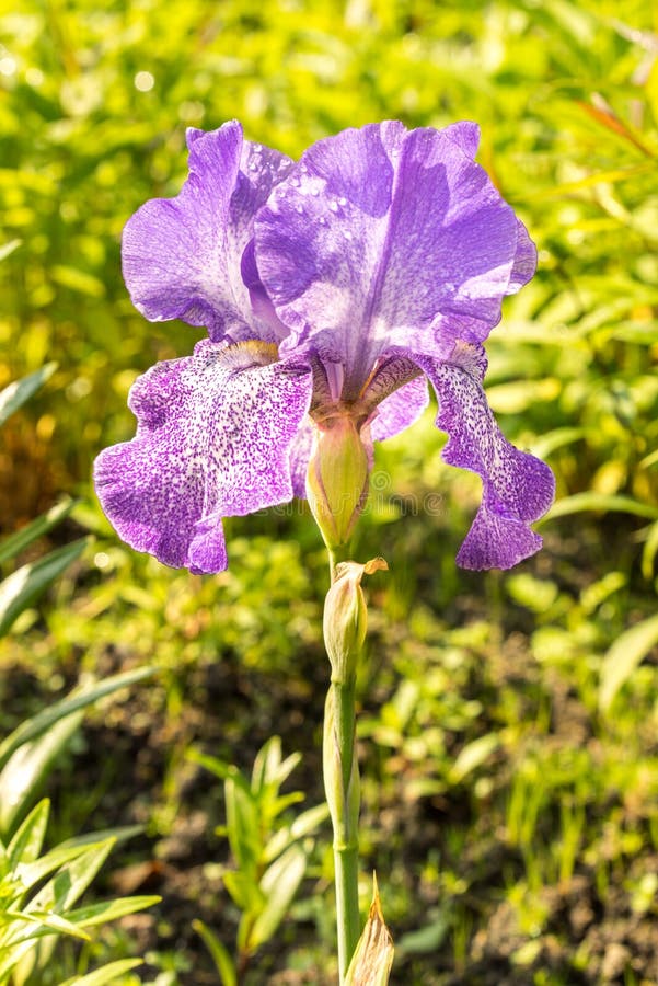 Iris stock photo. Image of close, garden, blossom, botany - 55953906