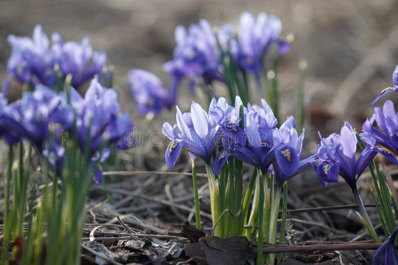 Iris Reticulata. Mini Blue Iris in Early Spring Stock Photo - Image of ...