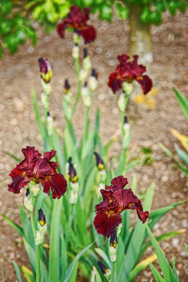 Iris rojo en huerto imagen de archivo. Imagen de flora - 81169155