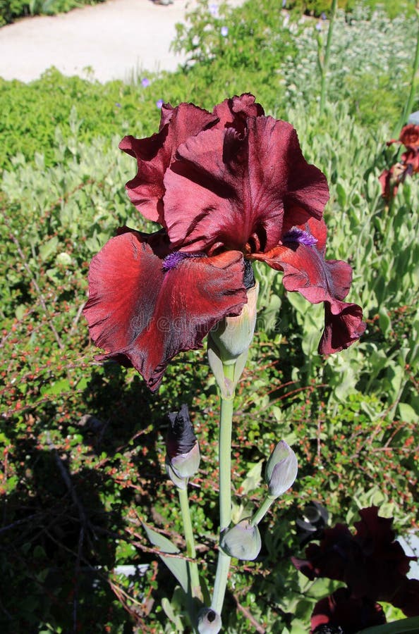Iris rojo oscuro imagen de archivo. Imagen de flor, arriate - 104709547