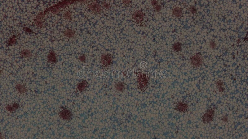 Iris Root Transverse Tissue Close Up Stock Video - Video of ...