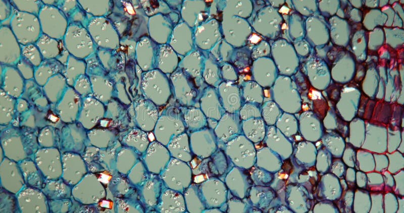 Iris Root Transverse Tissue Close Up Stock Video - Video of ...