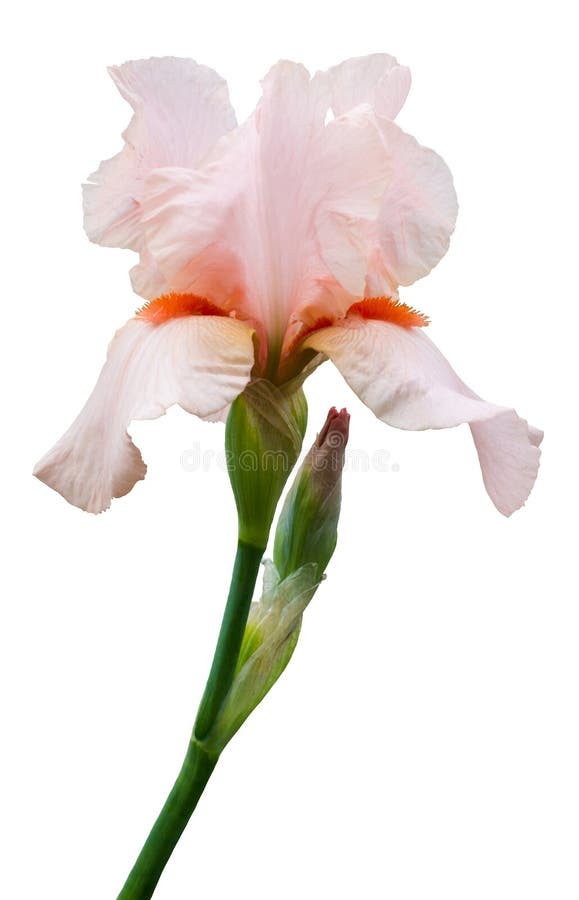 Iris Rose Sur Fond Blanc Isolé Image stock - Image du bourgeon ...