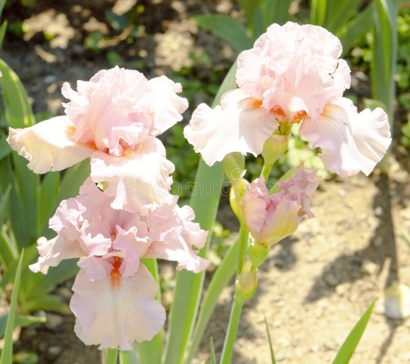 Iris roses image stock. Image du rose, fleur, centrale - 33974663