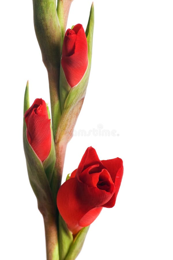 Iris rouge image stock. Image du rouge, fond, blanc, botanique - 10802603