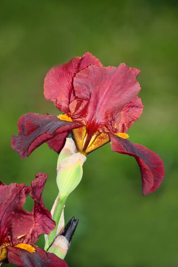 Iris rouge photo stock. Image du centrale, ressort, macro - 72781128