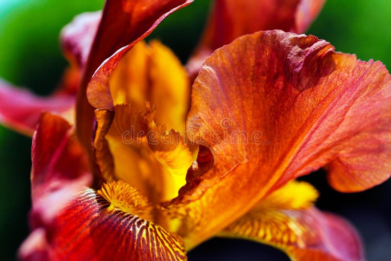 Iris rouge photo stock. Image of brun, sunlight, saison - 72781128