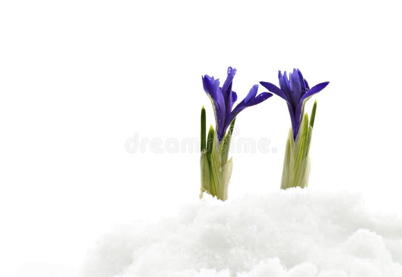 Iris on the snow stock photo. Image of spring, green - 49423252