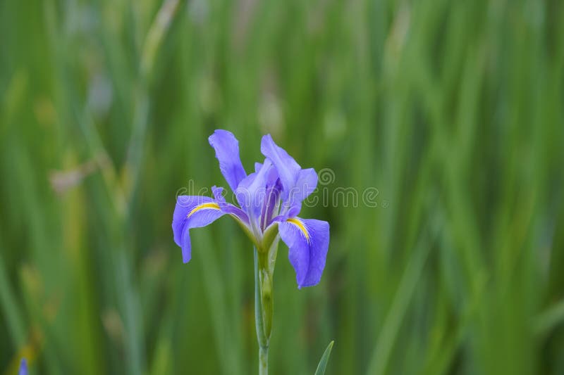 Iris stock photo. Image of coming, green, iris, spring - 272780578