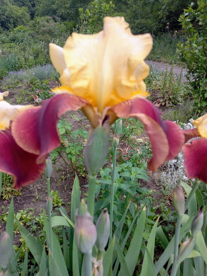 Iris Spring Flower in the Sunny Garden Stock Image - Image of closeup ...