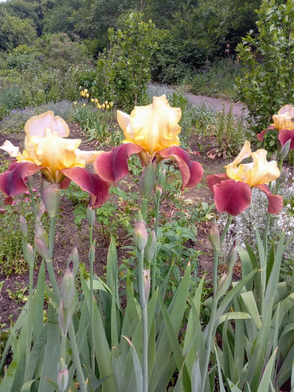 Iris Spring Flower in the Sunny Garden Stock Image - Image of closeup ...