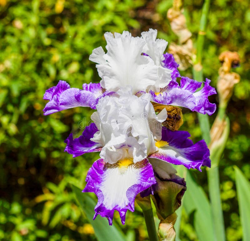 Iris in spring stock image. Image of texture, travellove - 95145161