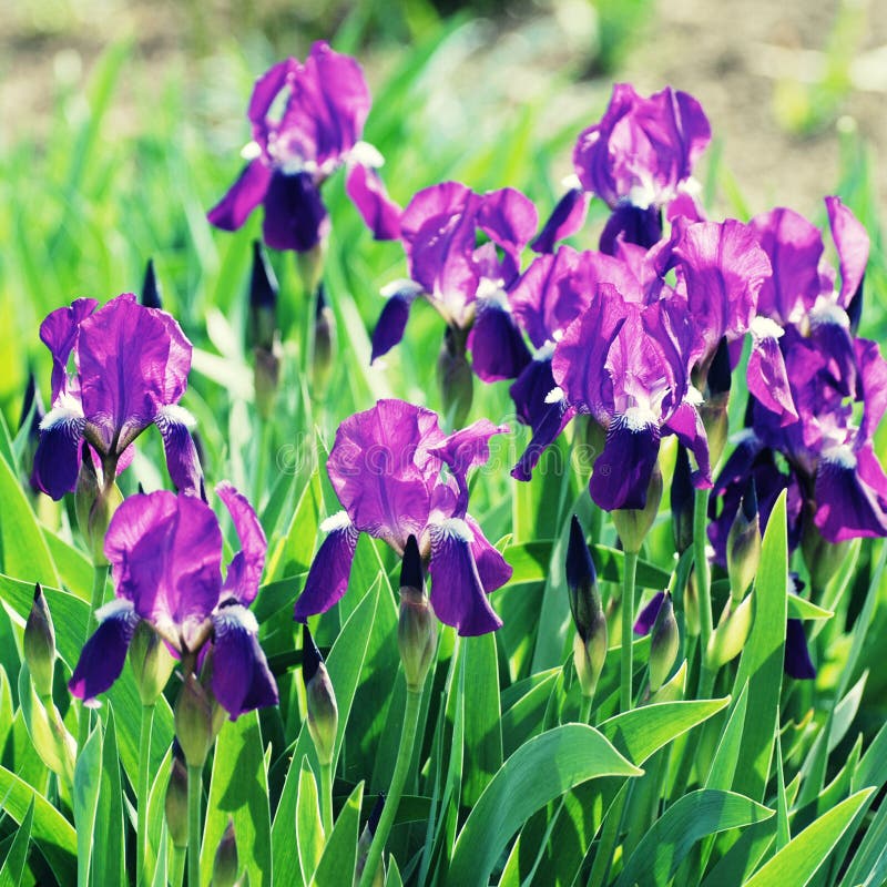 Iris, square toned image stock photo. Image of irises - 47020400