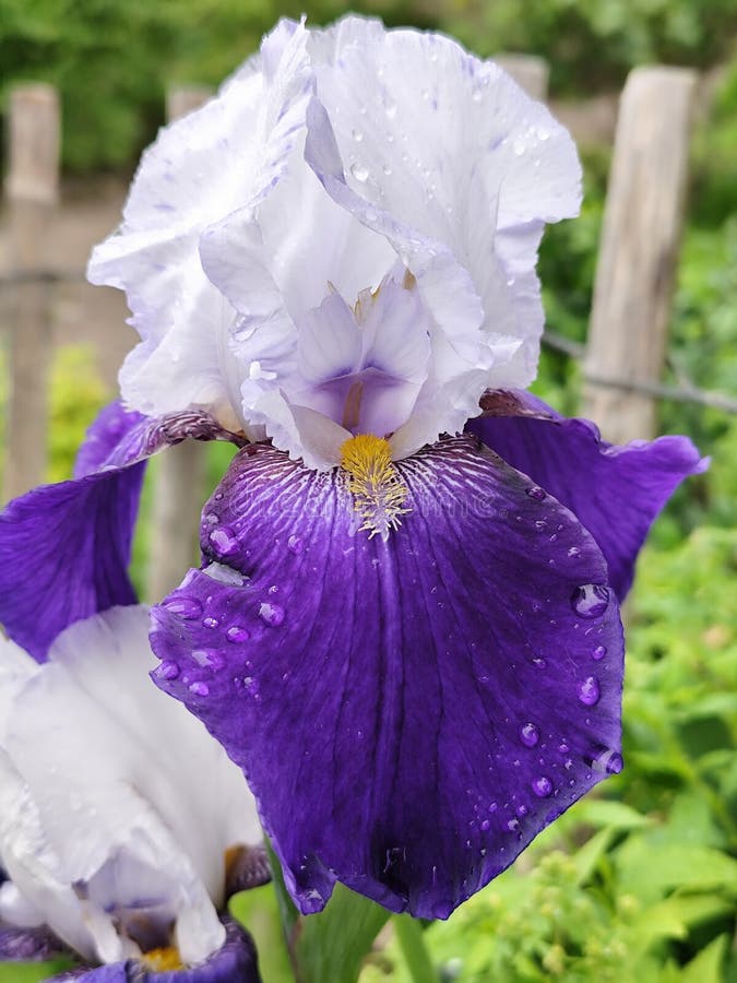 Iris is a Strange, Multi-colored, Fabulous Fun Flower Stock Photo ...