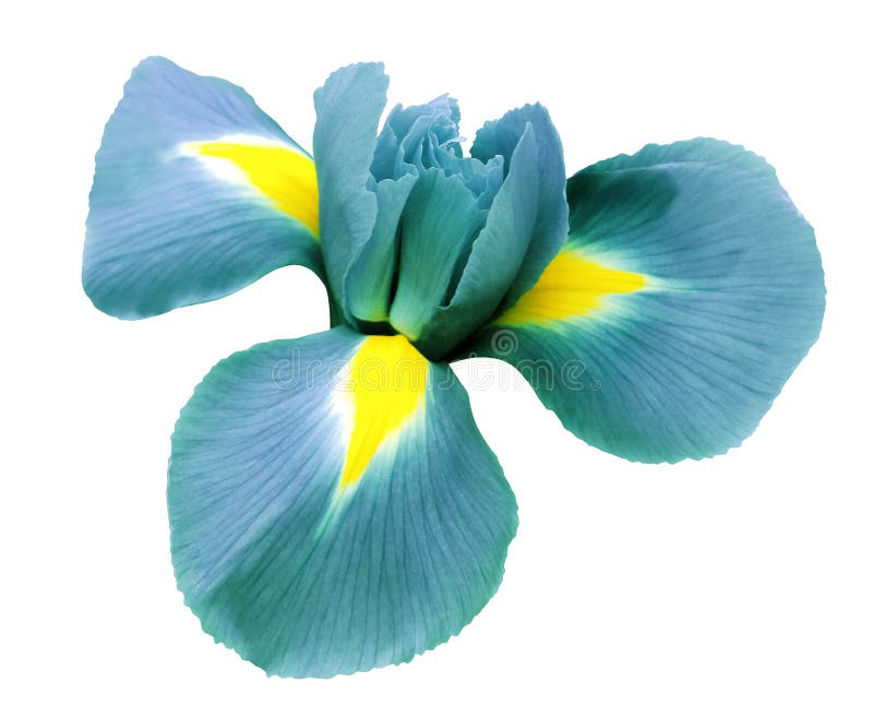 Iris Turquoise Flower. White Isolated Background with Clipping Path ...