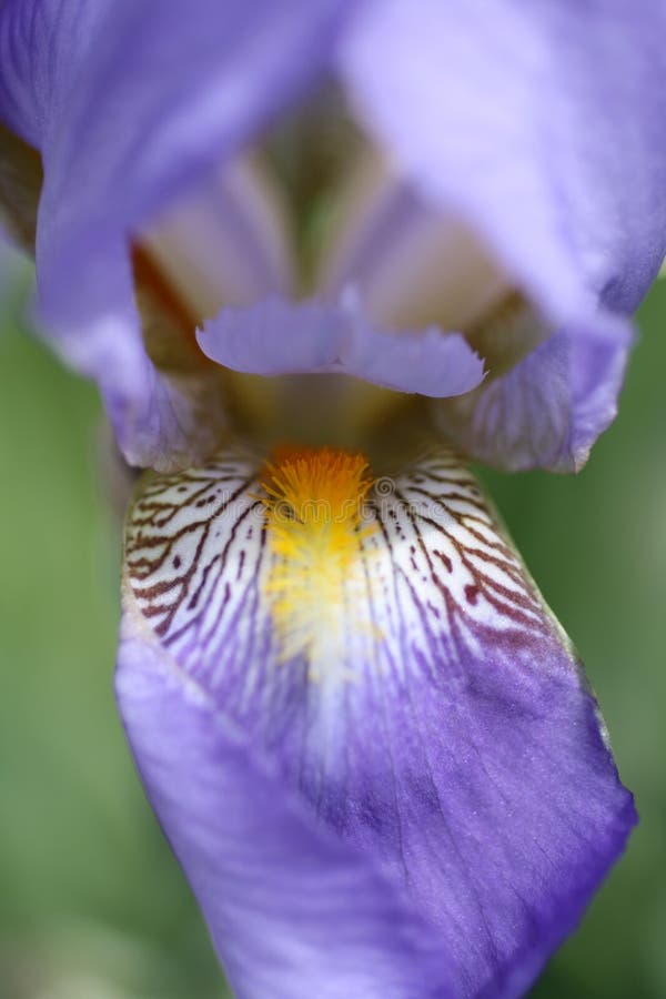 Iris up close stock photo. Image of macro, iris, shot - 44747576