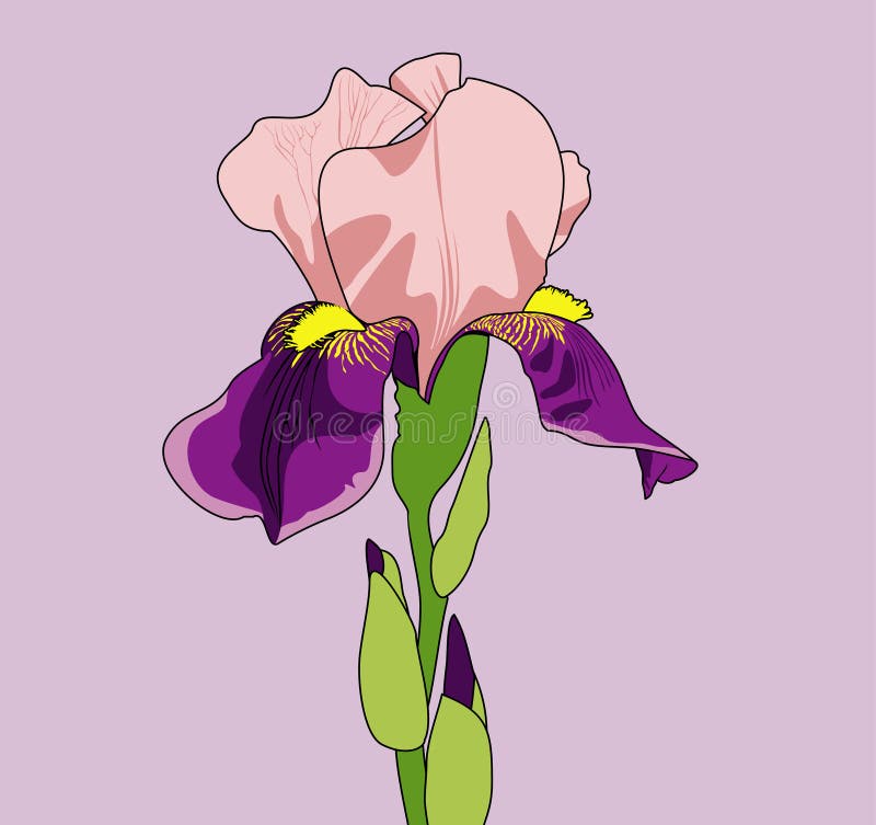 Iris stock vector. Illustration of fresh, flowers, beauty - 40916105