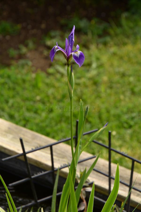 Iris Versicolor Blossom in Spring in the Garden Pond Stock Photo ...