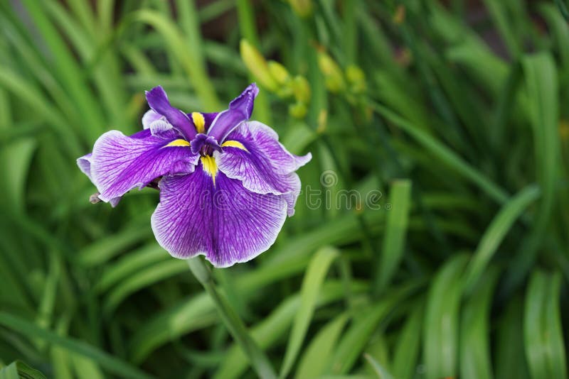 Iris versicolor flower stock photo. Image of yellow, white - 55153902