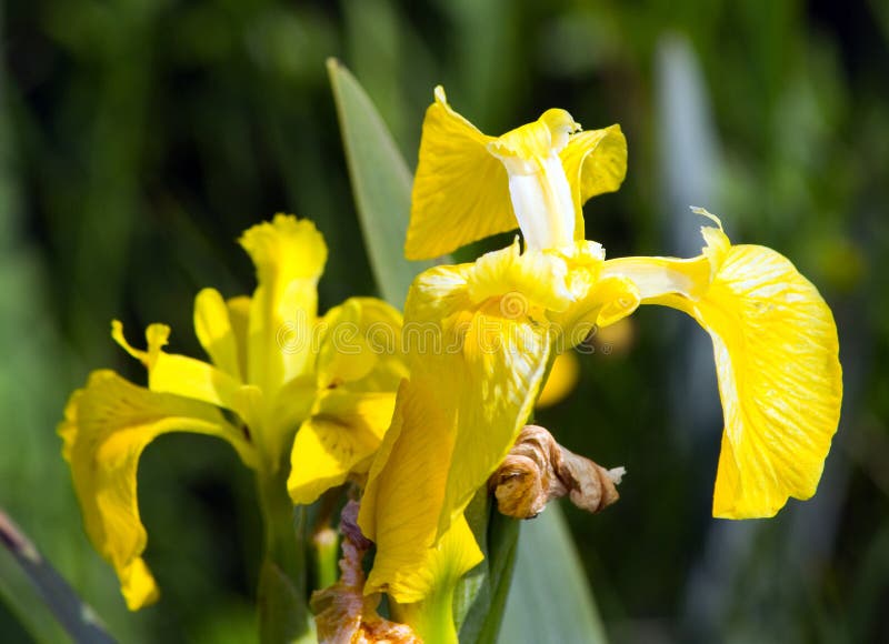 Iris stock photo. Image of florist, garden, colourful - 84748348