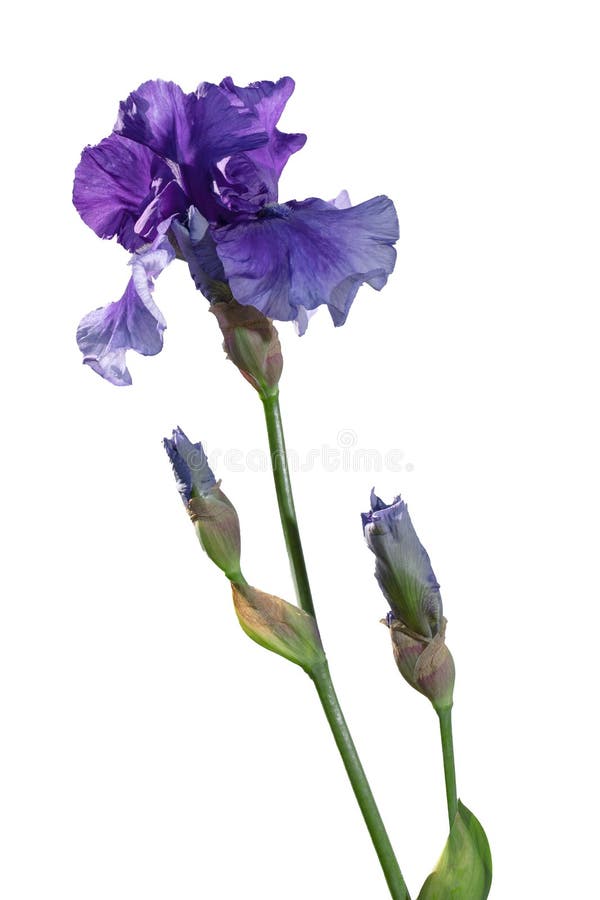 Iris Violeta Aislado En Fondo Blanco. Imagen de archivo - Imagen de ...