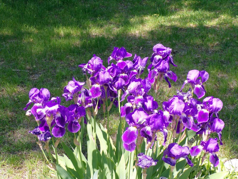 Iris violeta foto de archivo. Imagen de hierba, hoja - 280245866
