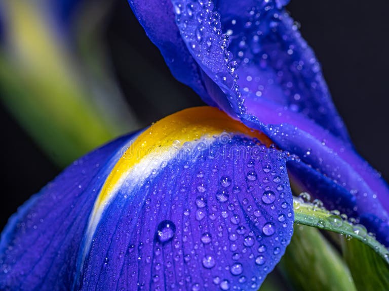 Iris xiphium,Spanish iris stock photo. Image of purple - 273610796