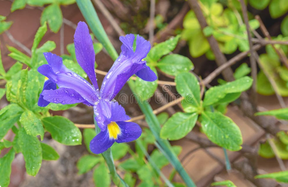 Iris Xiphium or Dutch Iris, Spanish Iris in a Summer Garden. Stock ...