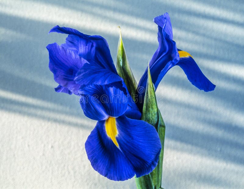 Iris xiphium,Spanish iris stock image. Image of closeup - 173991341