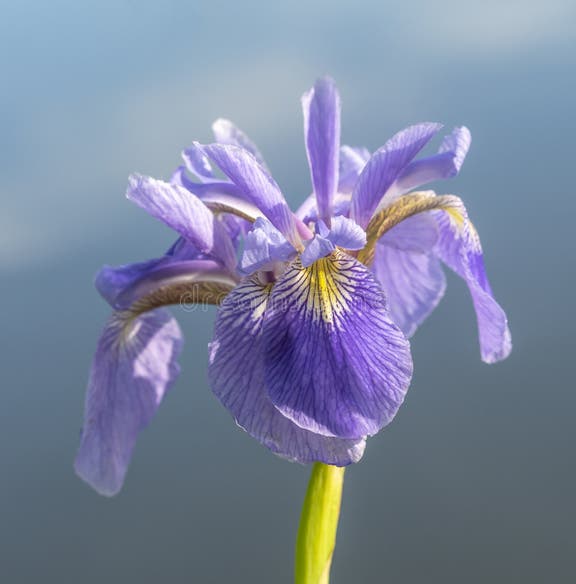 Iris xiphium,Spanish iris stock image. Image of beautiful - 186989325