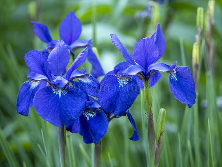 Iris xiphium,Spanish iris stock image. Image of purple - 186989479