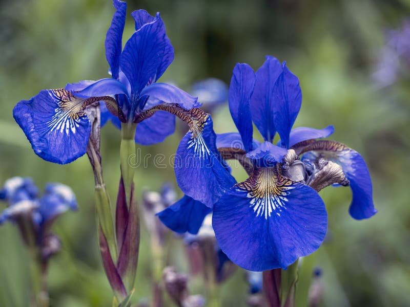 Iris xiphium,Spanish iris stock photo. Image of bloom - 188266910