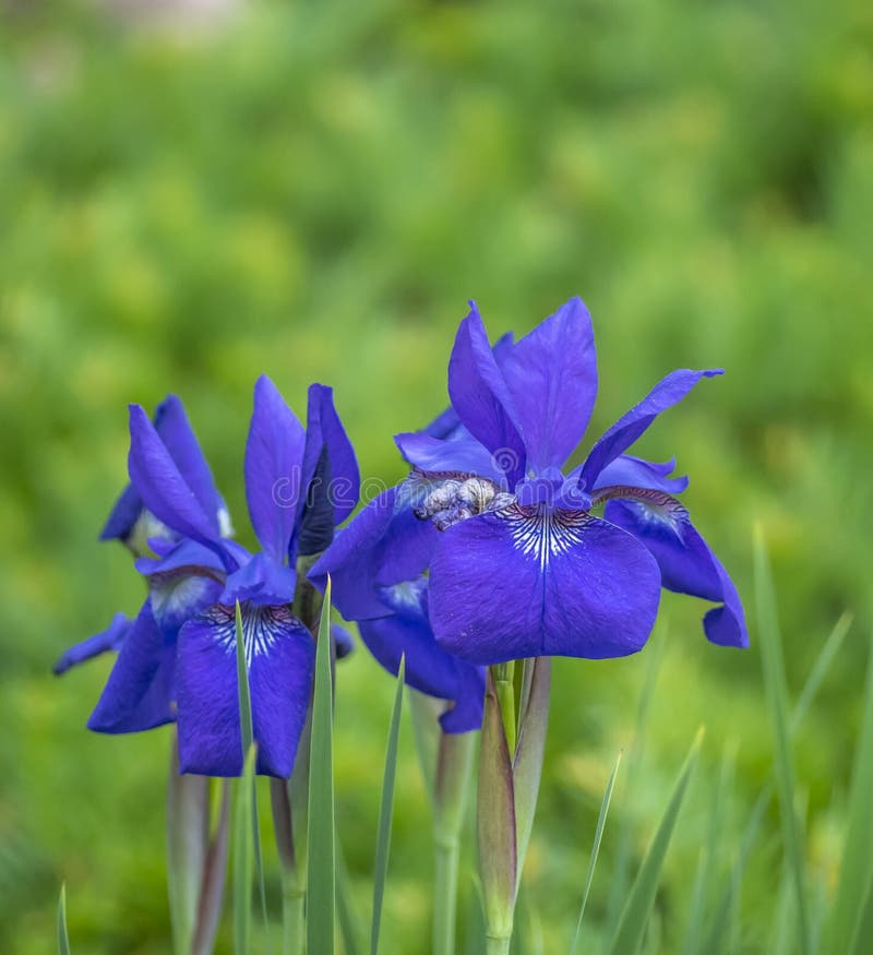 Iris xiphium,Spanish iris stock image. Image of plants - 220529653
