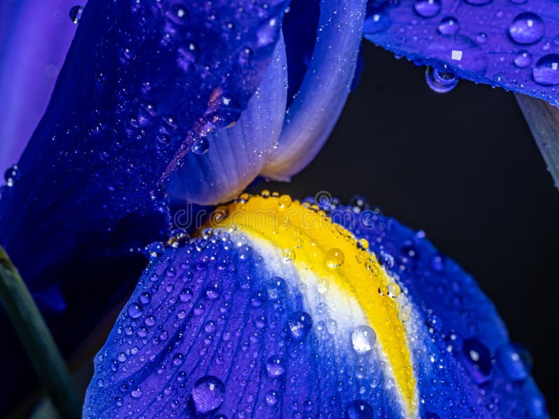 Iris xiphium,Spanish iris stock photo. Image of blue - 273610784
