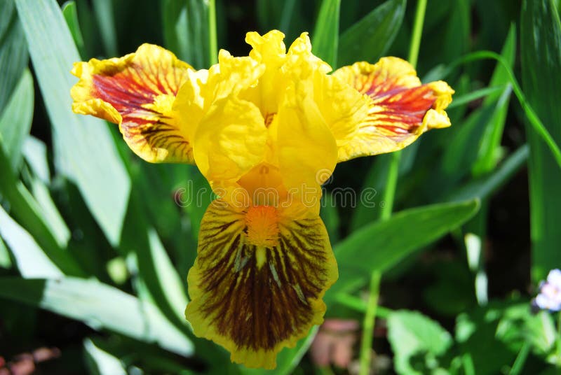 Iris, Yellow with Tiger Pattern Stock Photo - Image of light, grass ...