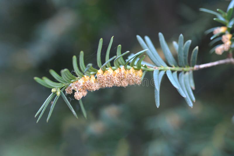 Irische Eibe stockfoto. Bild von nave, john, nadel, florenz - 143581012