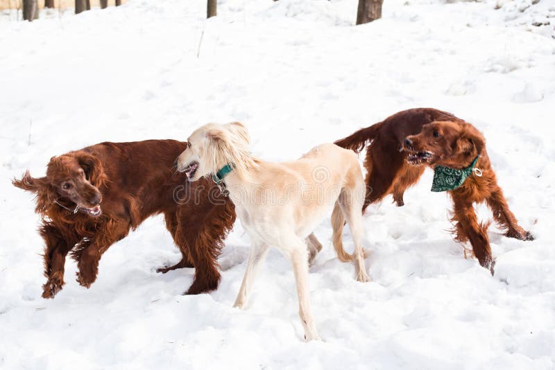 Irische Setter Und Jagdhund Stockbild - Bild von baum, schnee: 30415217