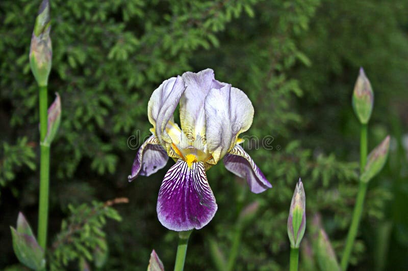 Irise. photo stock. Image du texture, jaune, beau, iris - 8818552