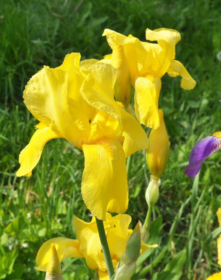 Irises Blossom in the Spring Stock Image - Image of iris, background ...